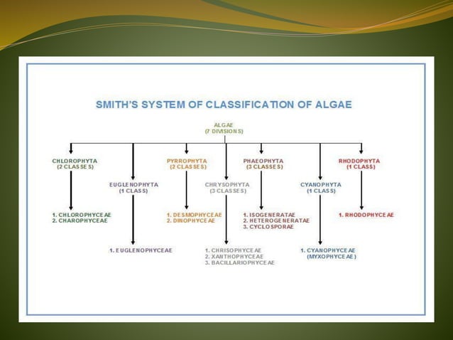 Classification of Algae