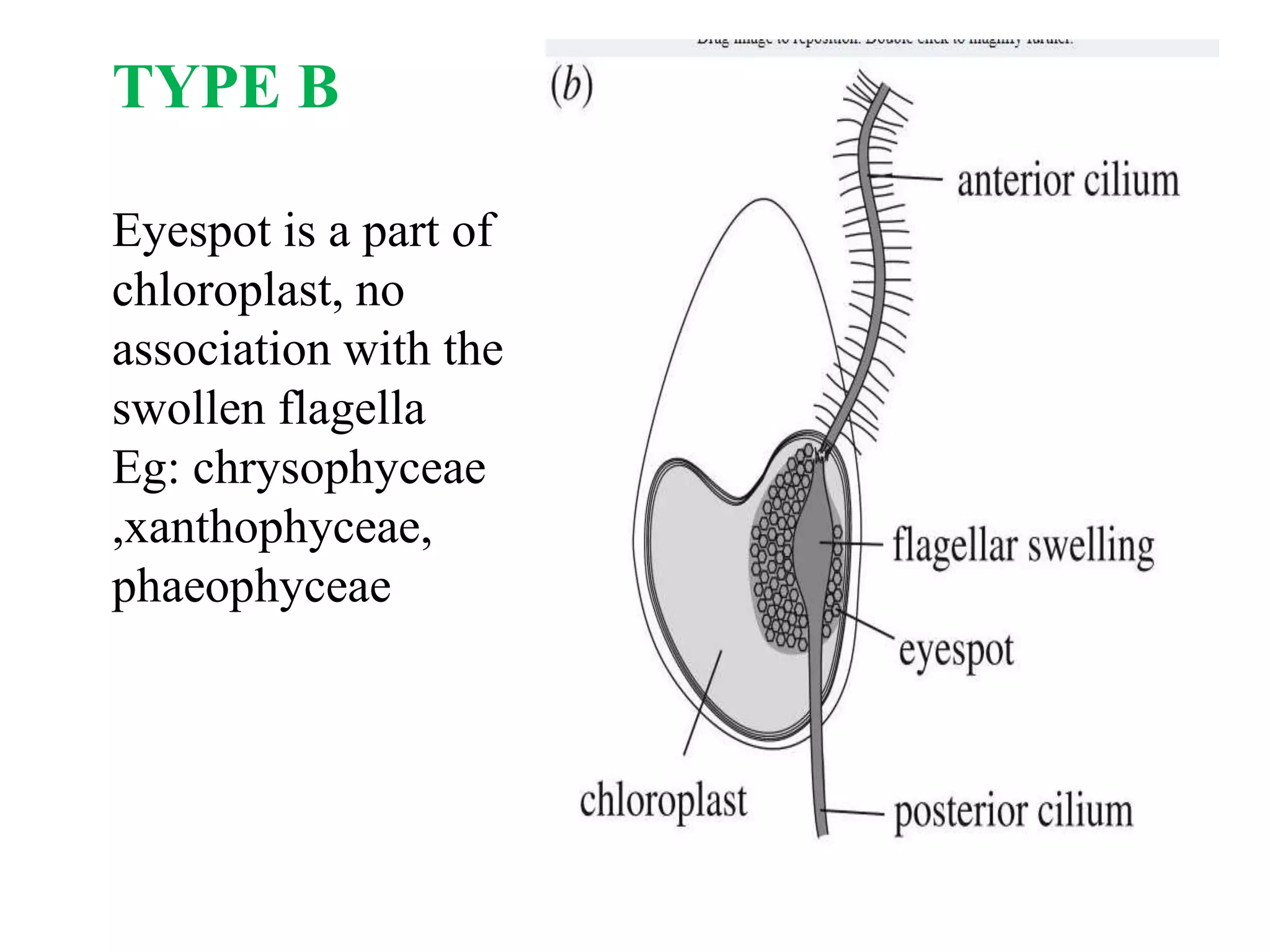 Algal eyespot | PPTX