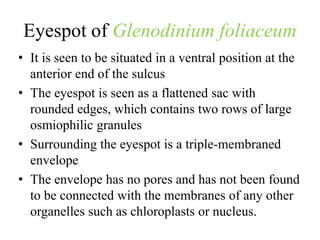 Algal eyespot | PPTX