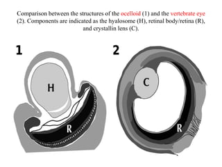 Algal eyespot | PPTX