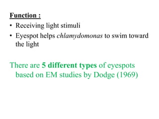 Algal eyespot | PPTX