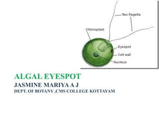 Eyespot