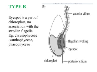 A Labeled Eyespot