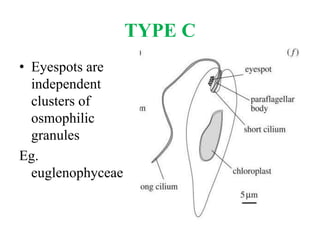 A Labeled Eyespot