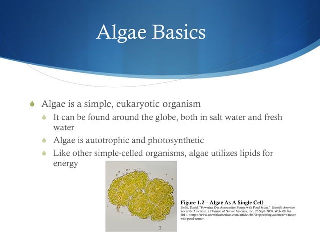 Algal fuels presentation final | PPT