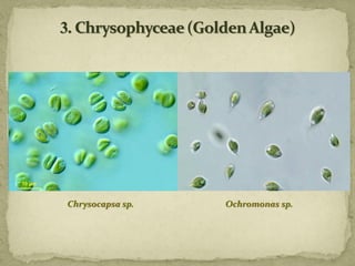 Parts Of Golden Algae