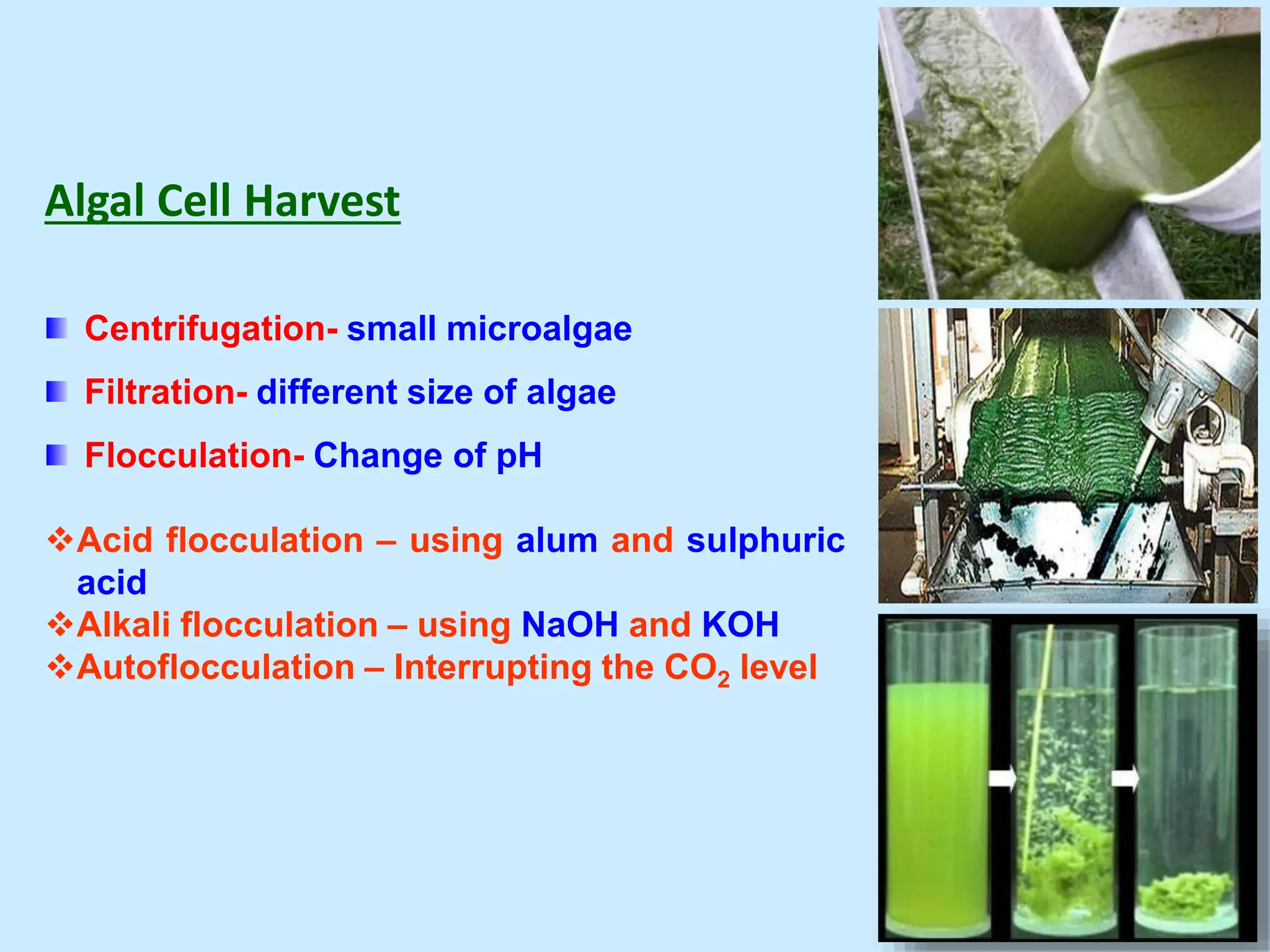 Algal natural products | PPT