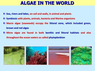 Macroalgae Slide