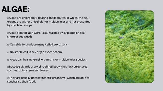 Algal Outdoor cultivation PPT.pptx