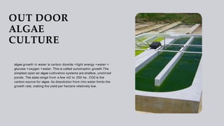 Algal Outdoor cultivation PPT.pptx