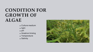 Algal Outdoor cultivation PPT.pptx