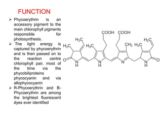 Algal pigments structure and function (2) | PPTX