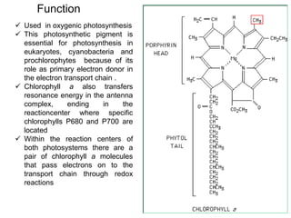 Chlorophyll Structure And Function