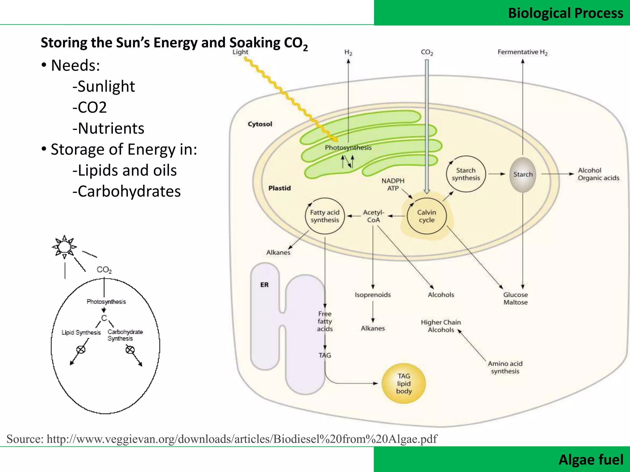 Algal Production for Biofuel | PPSX