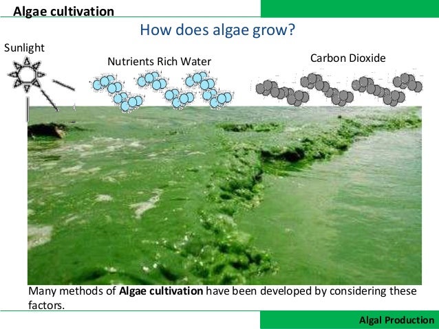 Algal Production for Biofuel