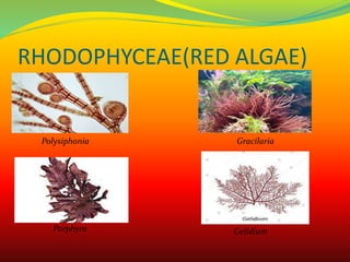 ALGAL PRODUCTS.pptx