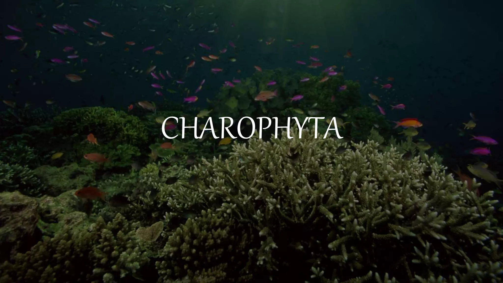Charophyta | PPTX