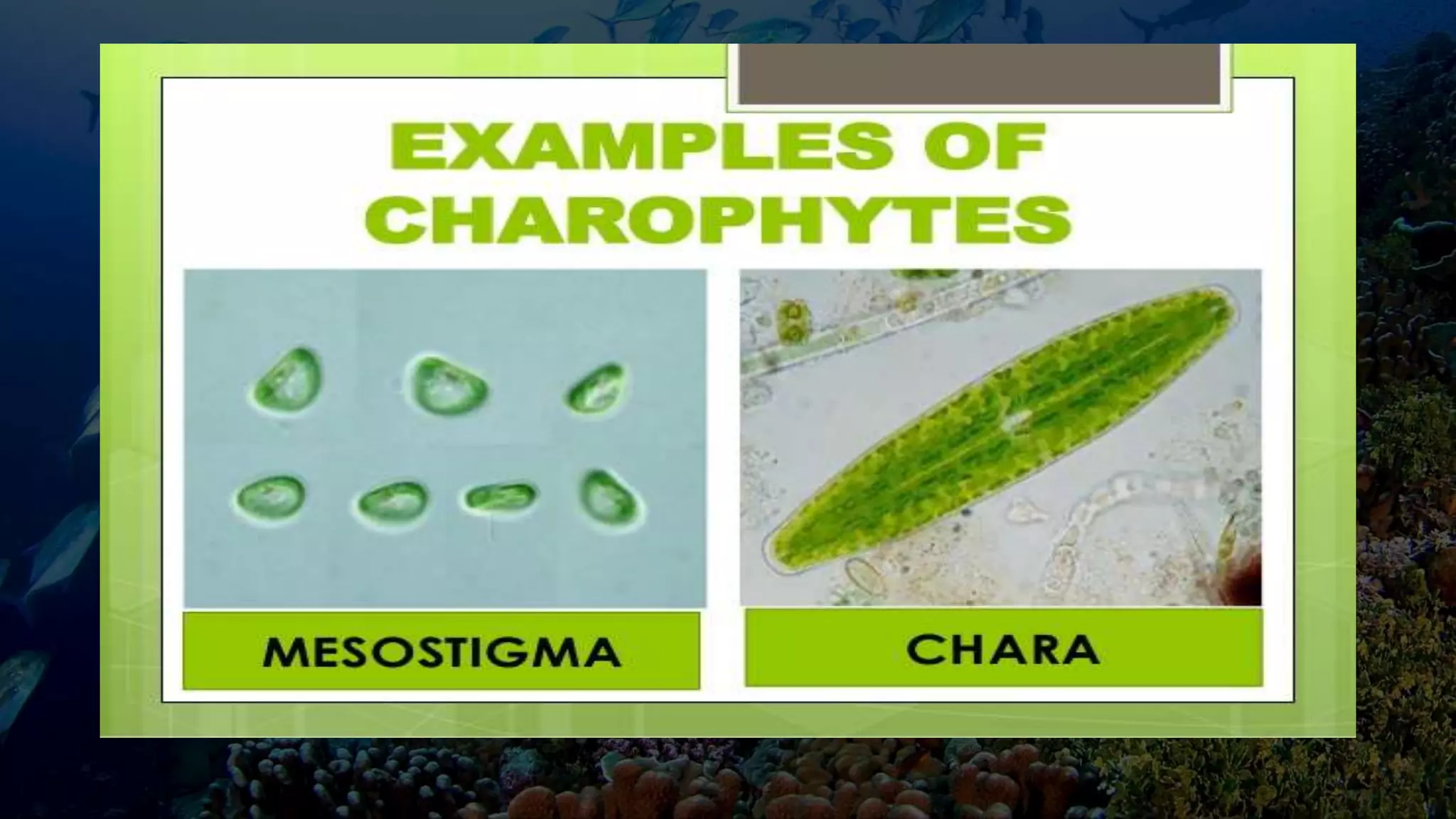 Charophyta | PPTX