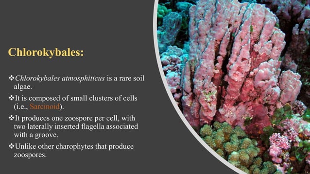 Charophyta | PPTX | Infertility | Reproductive Health