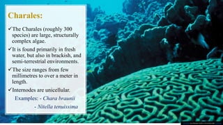 Charophyta | PPTX