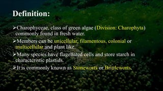 Charophyta | PPTX