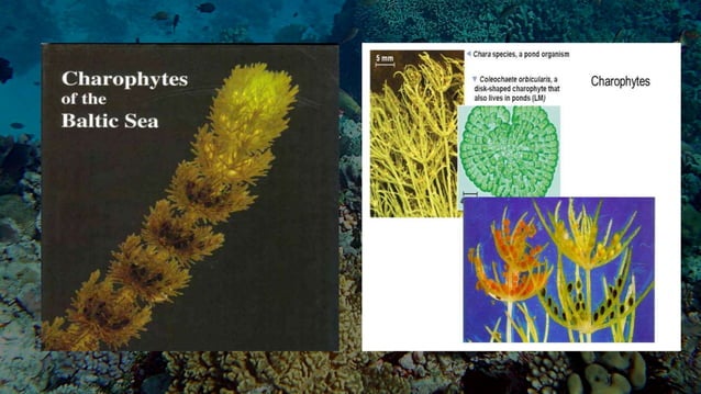 Charophyta | PPTX | Infertility | Reproductive Health