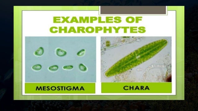 Charophyta