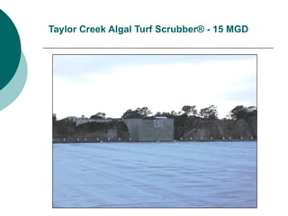 Algal Turf Scrubber | PDF