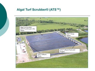 Algal Turf Scrubber | PDF