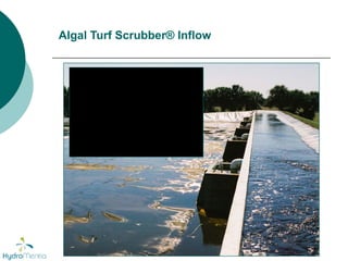 Algal Turf Scrubber | PDF