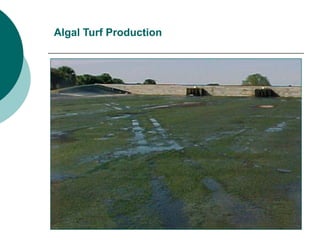 Algal Turf Scrubber | PDF