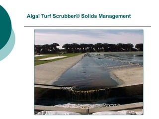 Algal Turf Scrubber | PDF