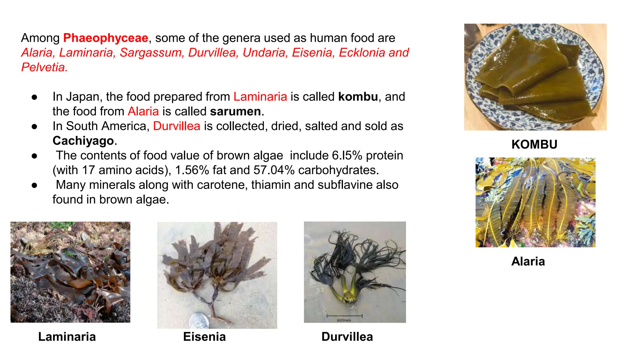 Ecological and economic importance of algae | PPTX