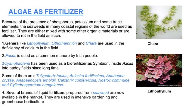 Ecological and economic importance of algae | PPTX | Geography | Science