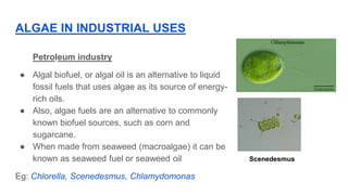 Ecological and economic importance of algae | PPTX