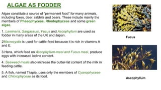 Ecological and economic importance of algae | PPTX