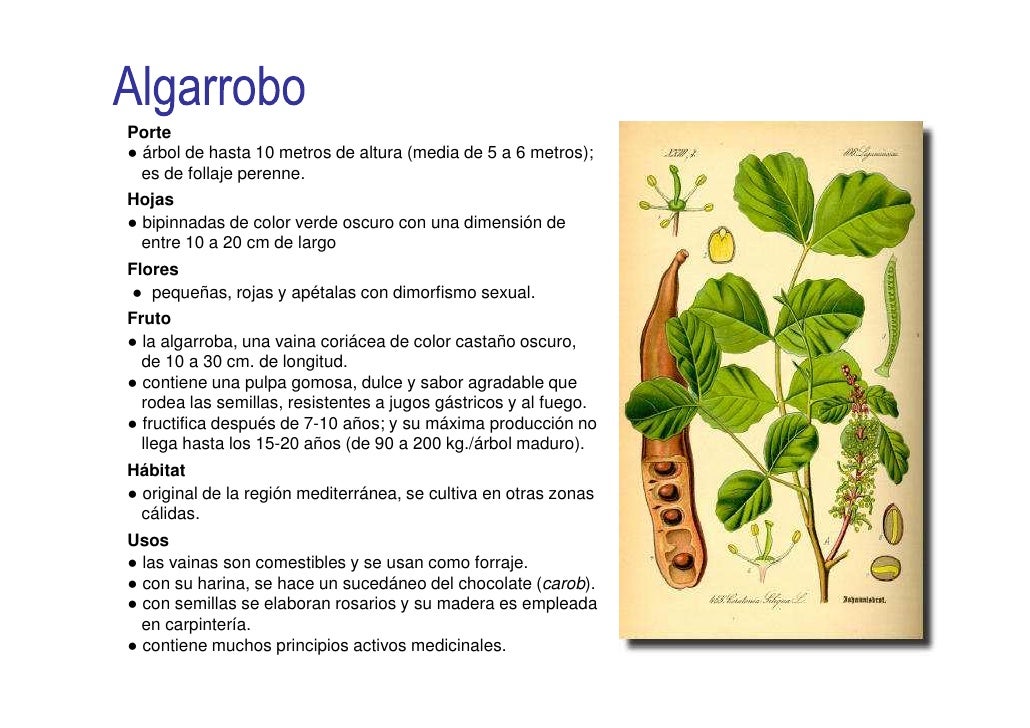 Algarrobo