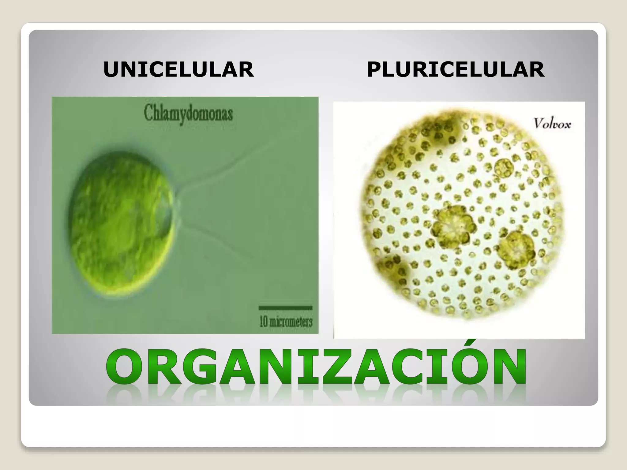 Algas verdes - Divisió Chlorophytas | PPT