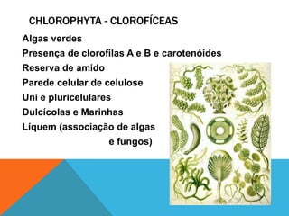 Algas aula | PPTX