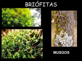 Algas e briofita | PPT