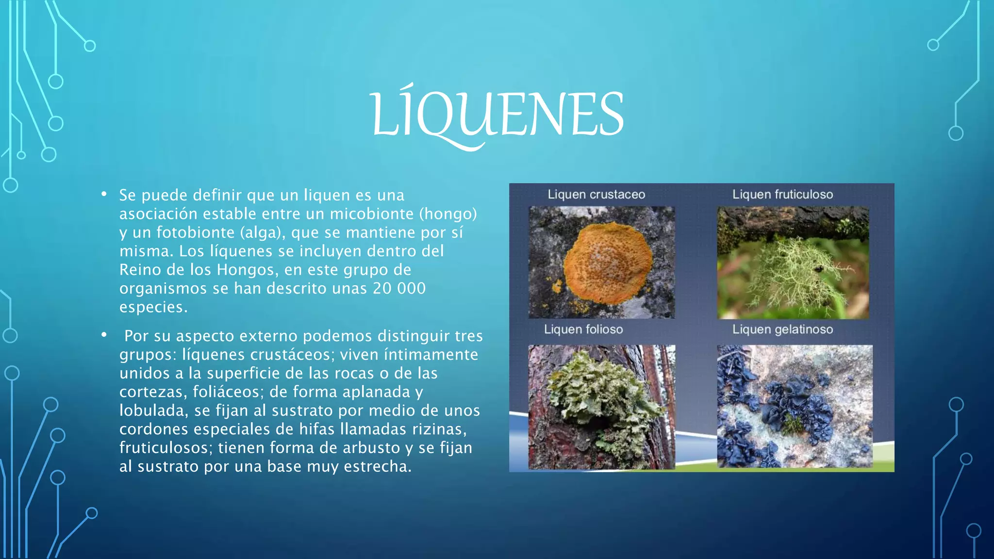 Algas, líquenes y hongos | PPT