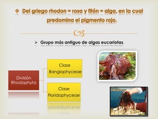 Algas rojas2 | PPTX