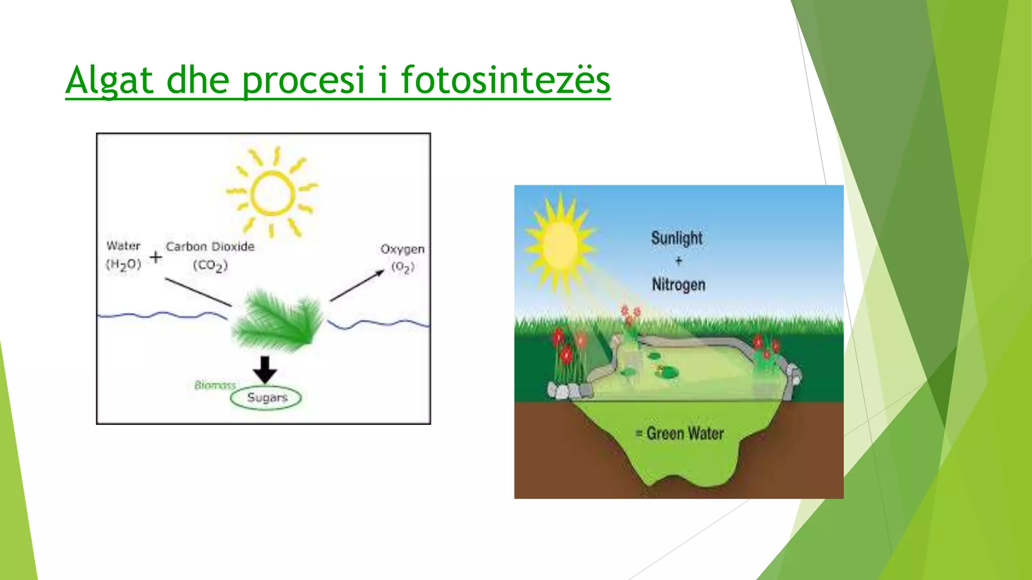 Algat dhe karakteristikat e tyre | PPTX