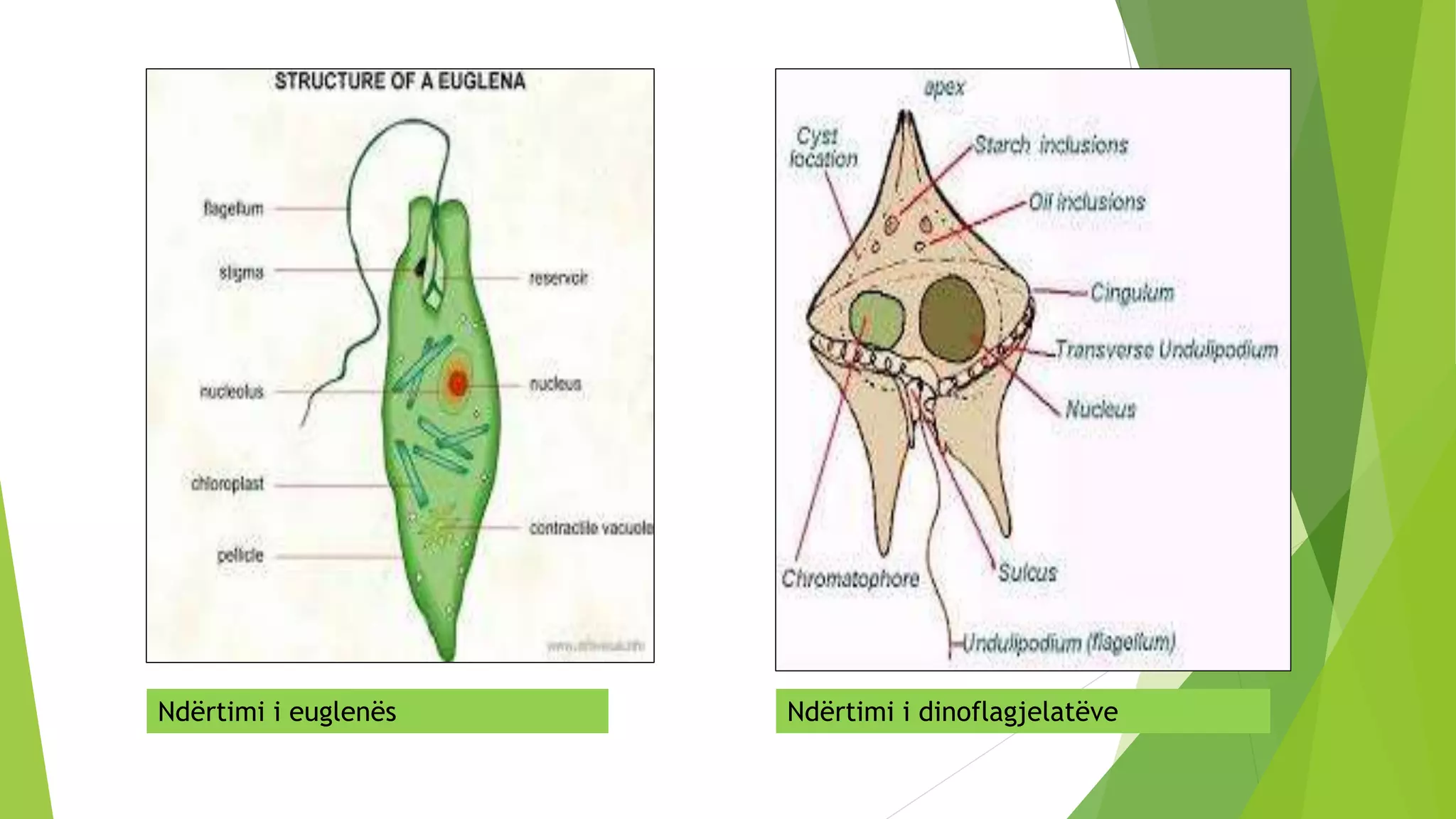 Algat dhe karakteristikat e tyre | PPTX
