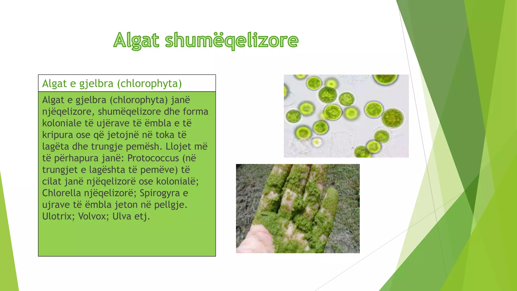 Algat dhe karakteristikat e tyre | PPTX