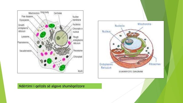 Algat dhe karakteristikat e tyre | PPTX