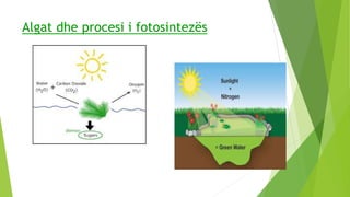Algat dhe karakteristikat e tyre | PPTX