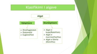 Algat dhe karakteristikat e tyre | PPTX