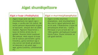 Algat dhe karakteristikat e tyre | PPTX