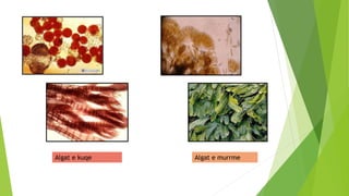 Algat dhe karakteristikat e tyre | PPTX